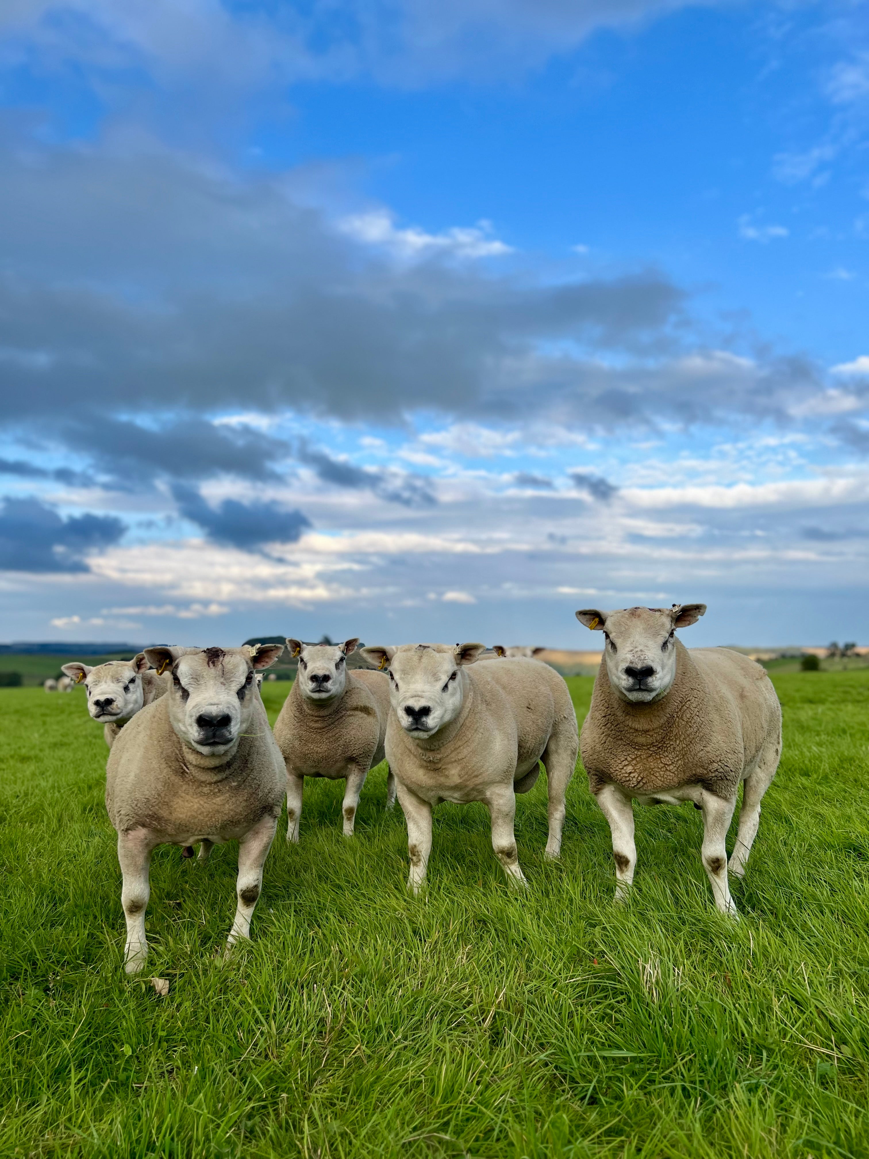 Sheep Equipment – W.E. Jameson & Son Ltd