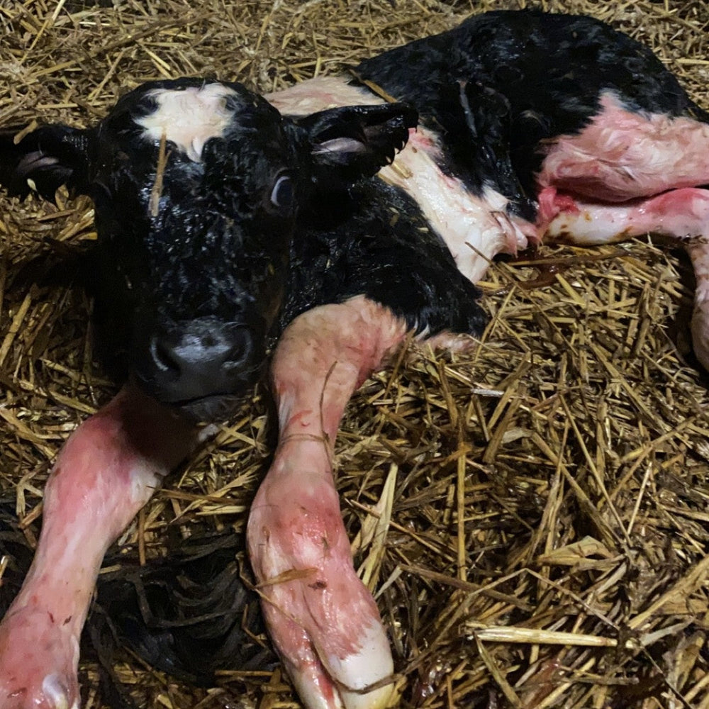 W.E. Jameson & Son Ltd - Agri Store