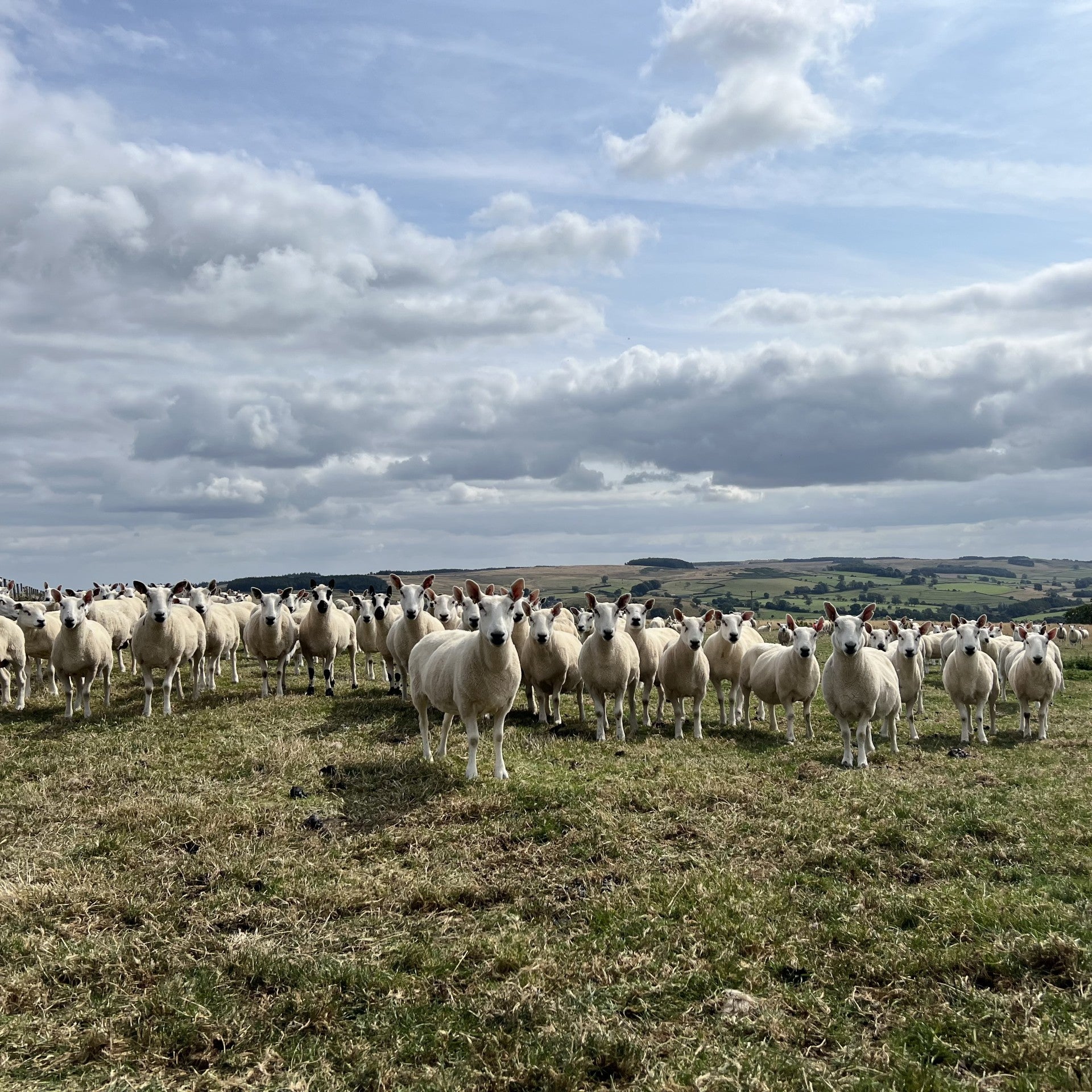 Sheep Wormers – W.E. Jameson & Son Ltd