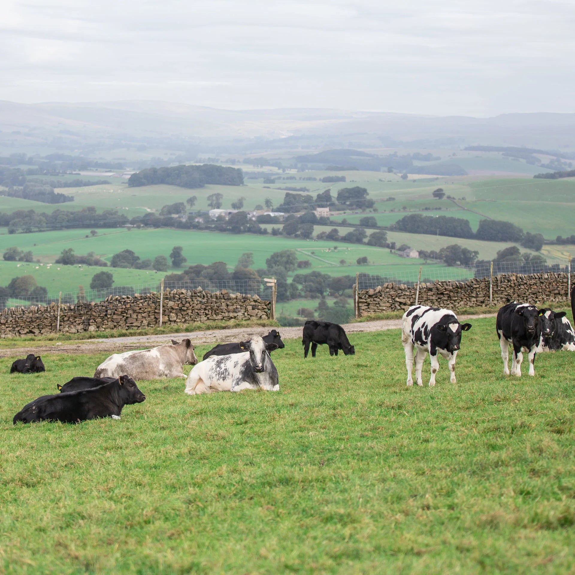 Cattle Fly & Parasite Control – W.E. Jameson & Son Ltd