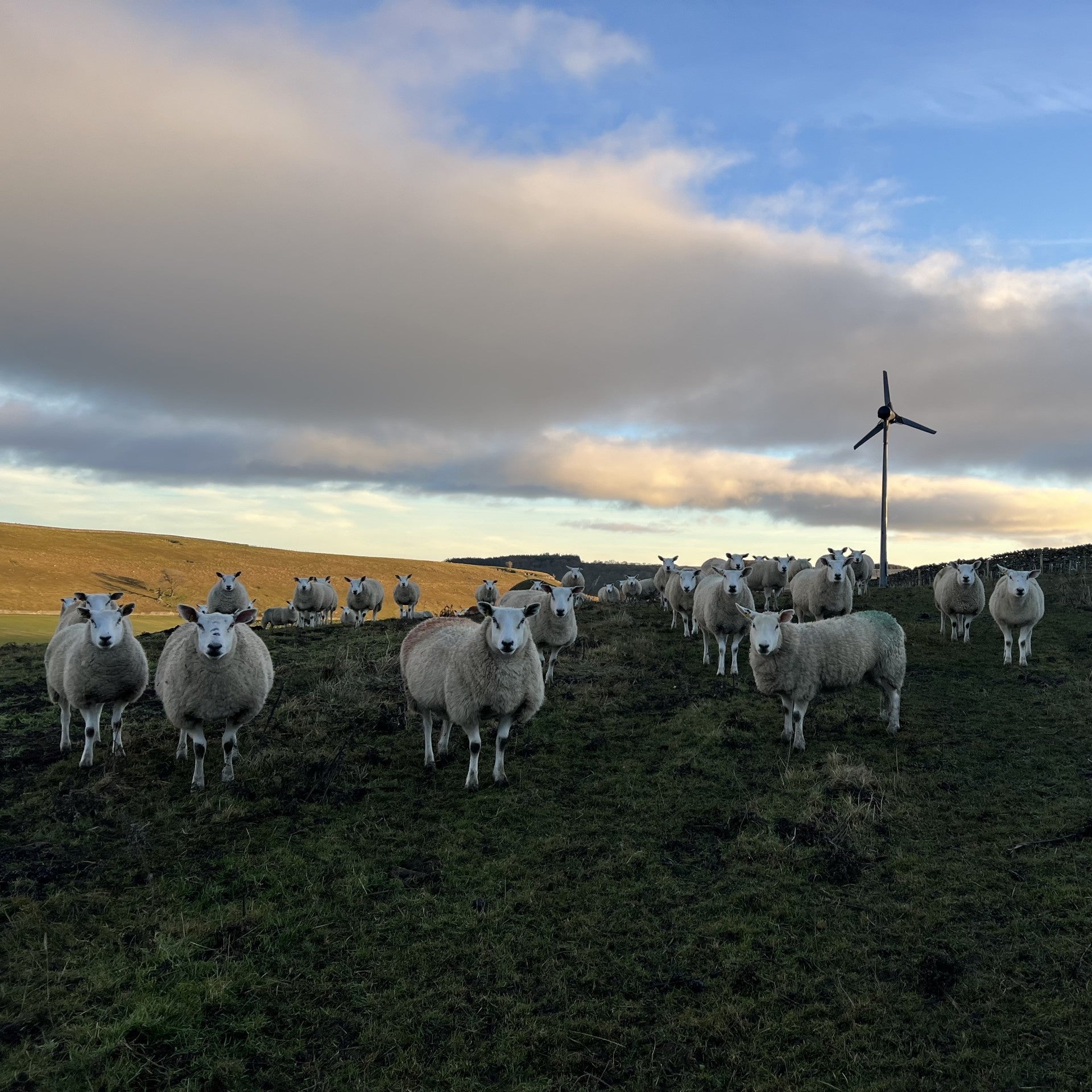 Sheep Flukicides – W.E. Jameson & Son Ltd