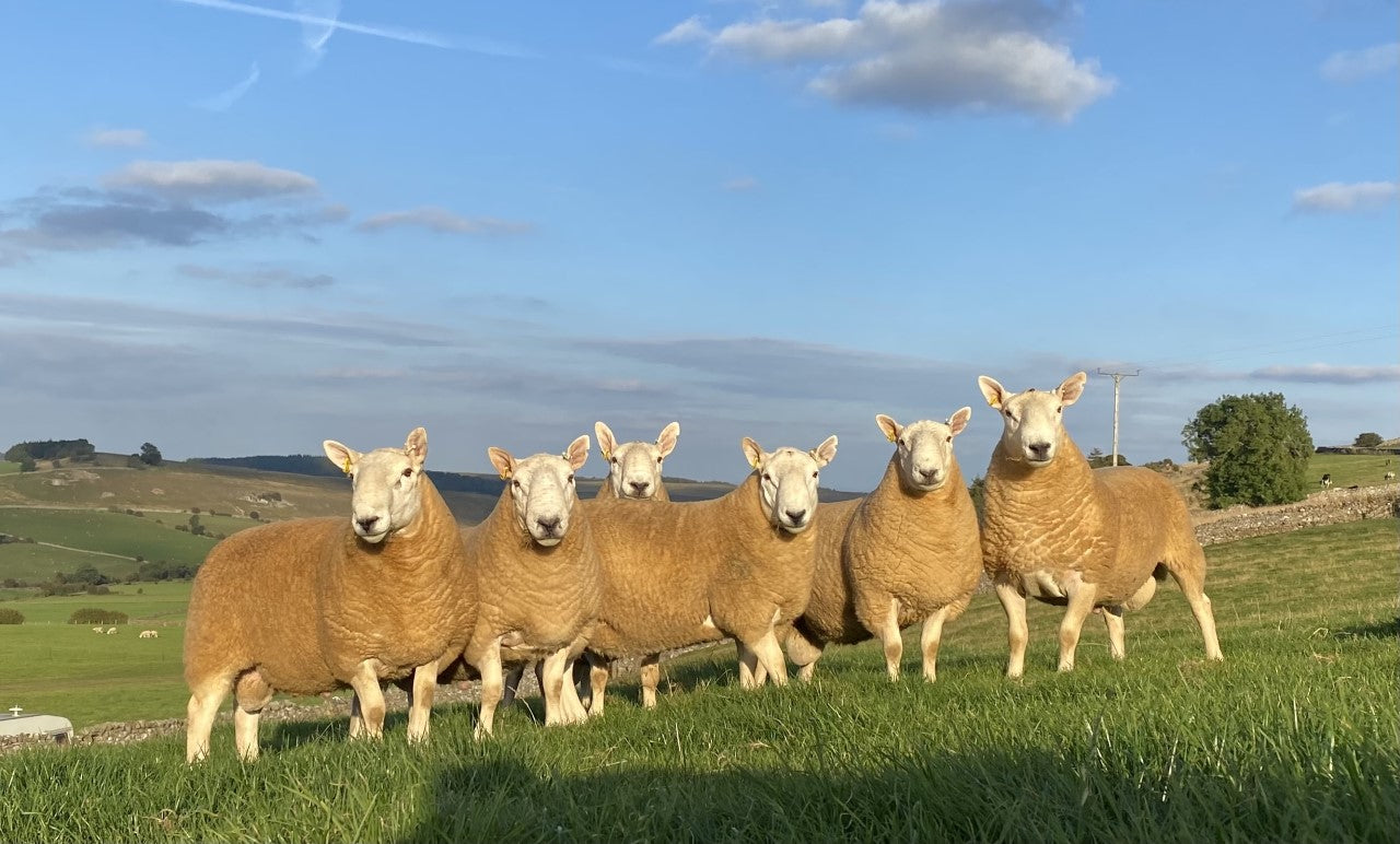 W.E. Jameson & Son Ltd - Agri Store